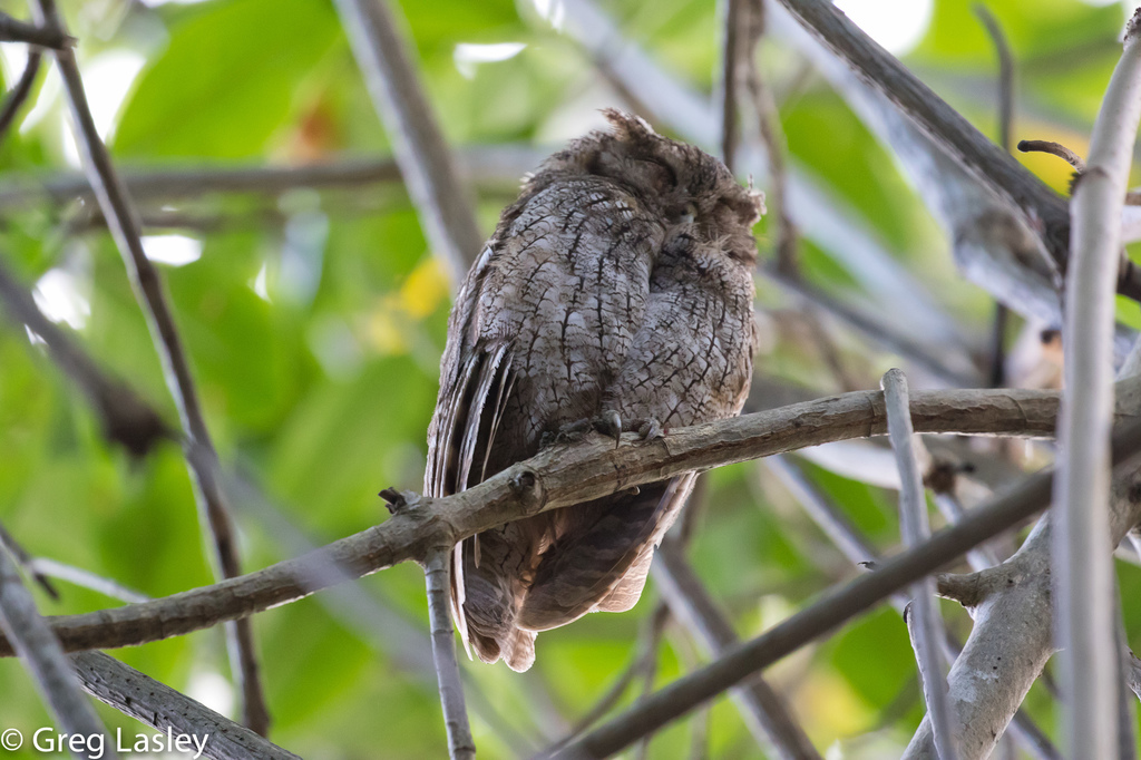 Currucutú (Aves del Municipio de Charalá) · NaturaLista Colombia