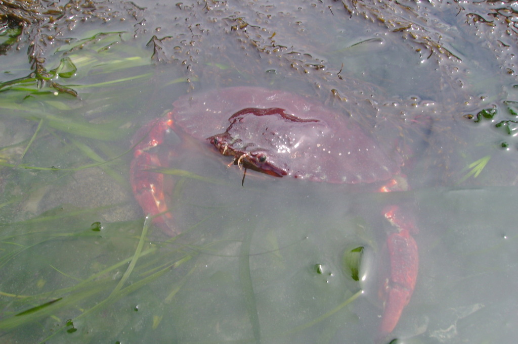 Red Rock Crab from Me-Kwa-Mooks Park, 4430 Beach Dr SW, Seattle, WA ...