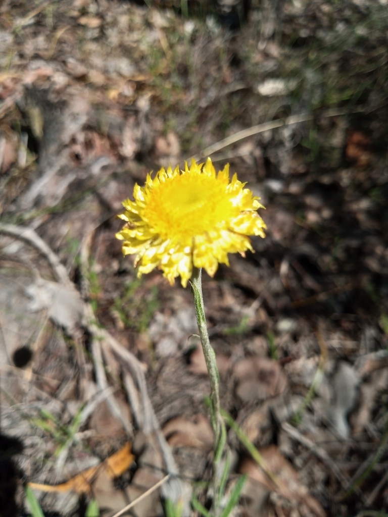 button everlasting from CW2M+7Q, Benalla VIC 3672, Australia on October ...