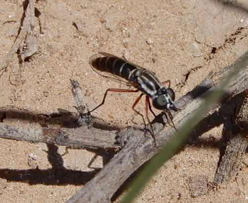 Paracosmus morrisoni · iNaturalist