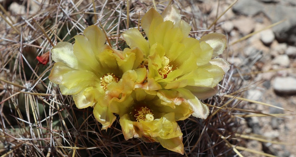 Long-tubercled Cory Cactus in June 2019 by jamesdvonloh. Limestone soil ...