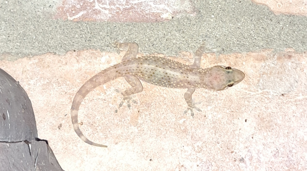 Mediterranean House Gecko from Corpus Christi, TX 78414, USA on October ...