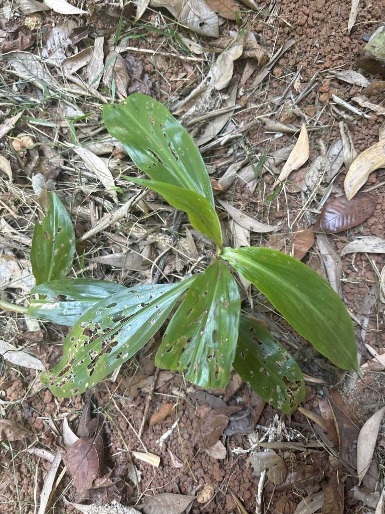 Pollia macrophylla from Atherton, AU-QL, AU on October 9, 2024 at 02:33 ...