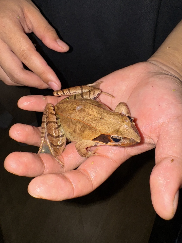 Ueno's Brown Frog from Toji-myeon, Gurye-gun, Jeollanam-do, South Korea ...