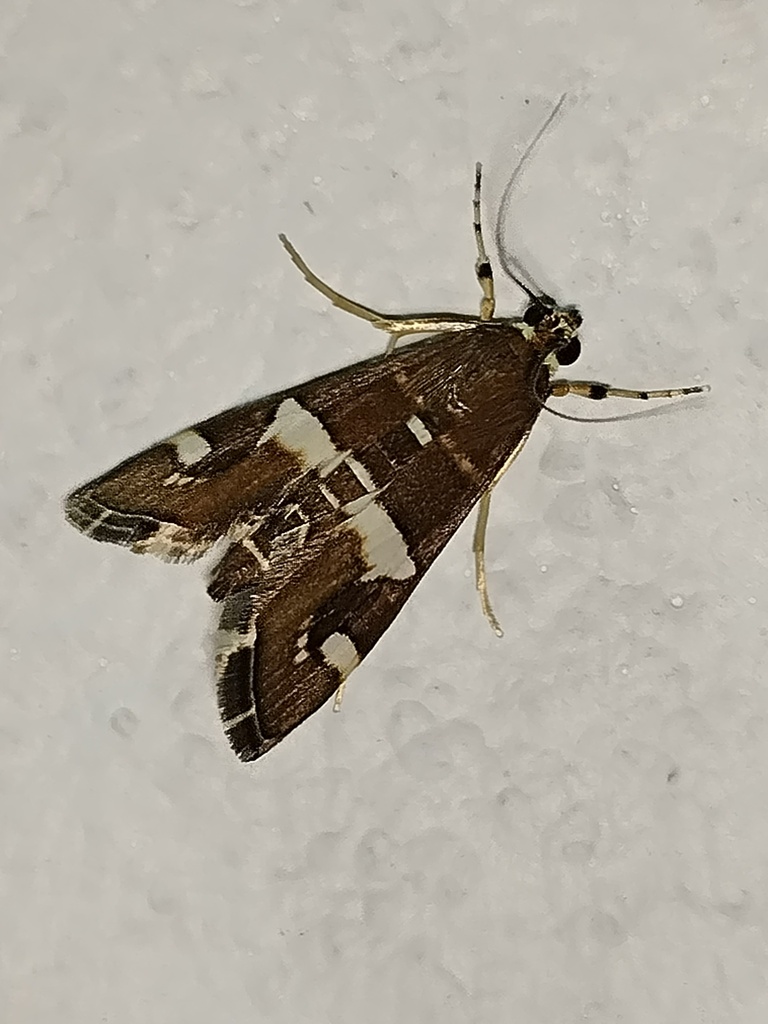 Hawaiian Beet Webworm Moth from Centro, Zona Centro, Cadereyta de ...