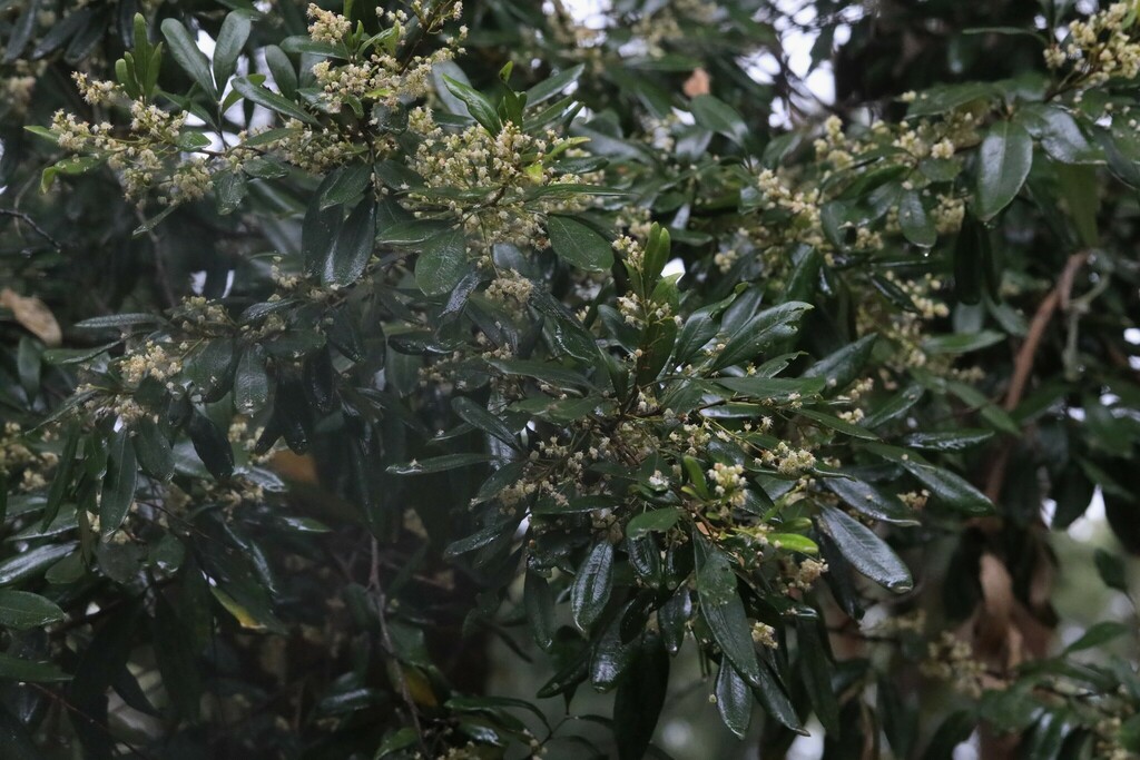 Guioa from Woolgoolga NSW 2456, Australia on October 9, 2024 at 10:22 ...