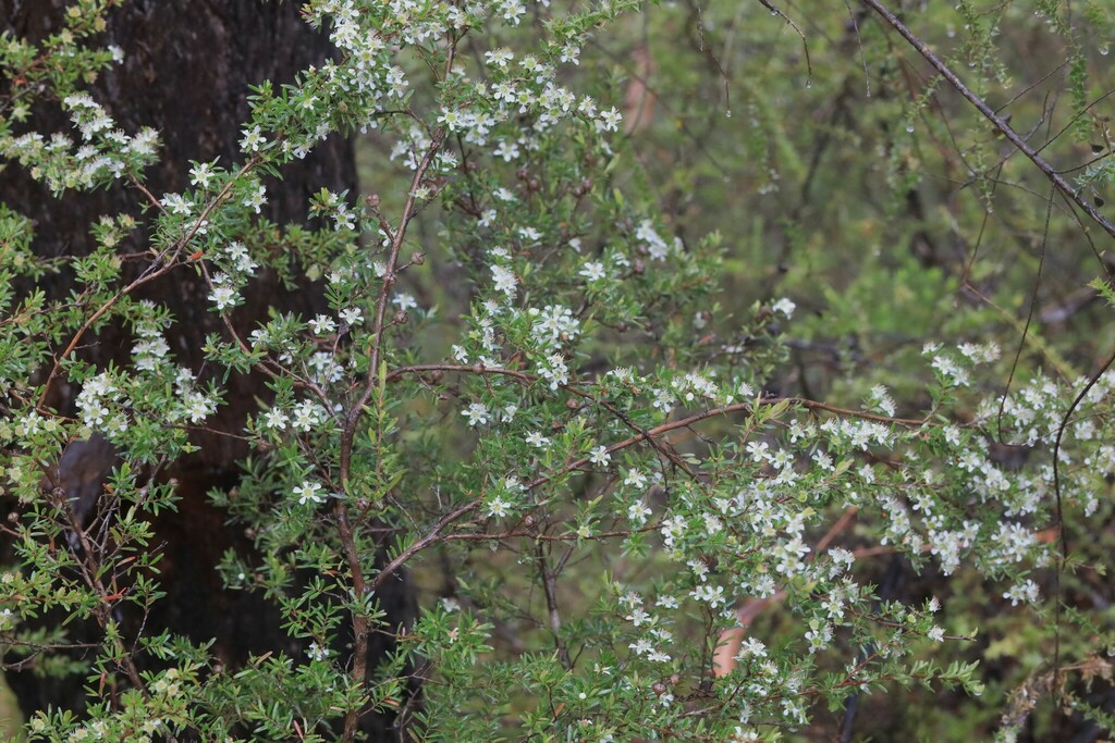 Tantoon from Upper Corindi NSW 2456, Australia on October 9, 2024 at 10 ...