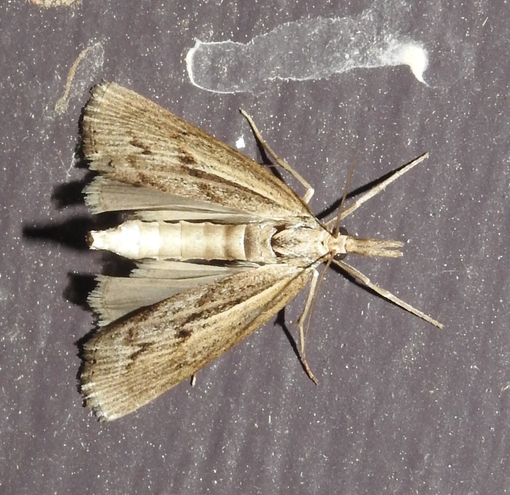 Sod Webworm Moth from 20 Hitchcock Rd, Saxtons River, VT 05154, USA on ...