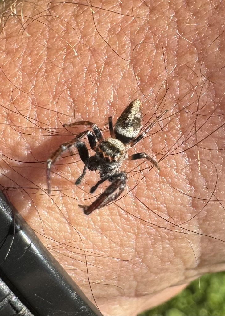 Garden Jumping Spiders from Ronald Ct, Somerville, VIC, AU on October 9 ...