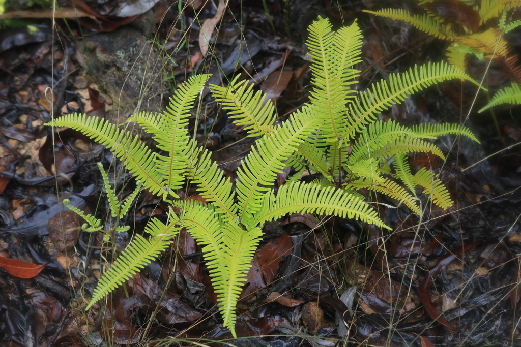 umbrella ferns from Upper Corindi NSW 2456, Australia on October 9 ...