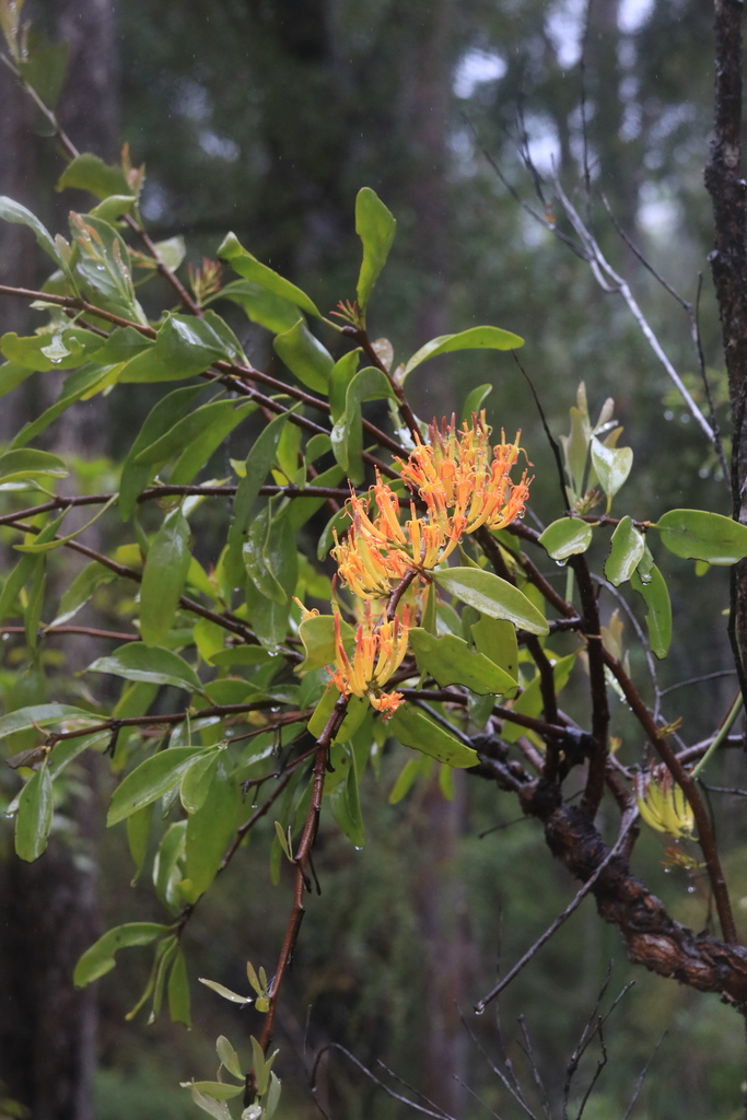 Long-flower Mistletoe from Upper Corindi NSW 2456, Australia on October ...