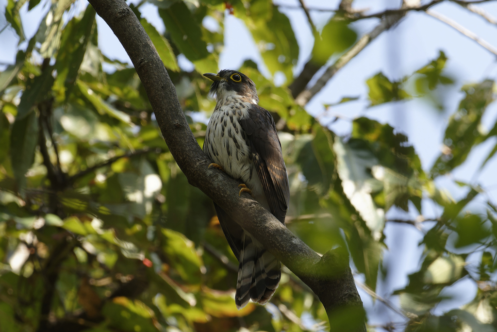 Northern Hawk-Cuckoo from 中国江苏省南京市玄武区 on October 9, 2024 at 12:46 PM by ...