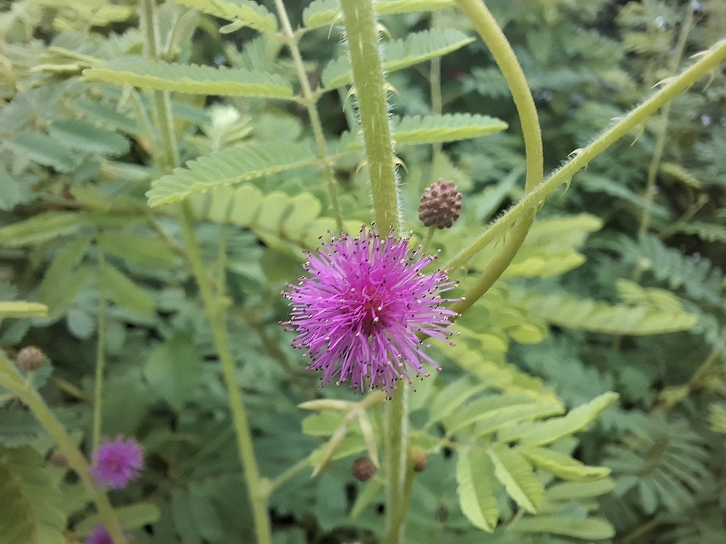 giant false sensitive plant from WW25+9H6 Kotte Rampart Wetland Park ...