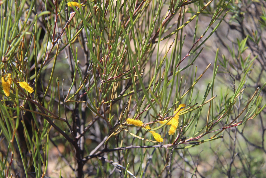 Raspberry Jam Tree from Kalbarri National Park WA 6536, Australia on ...