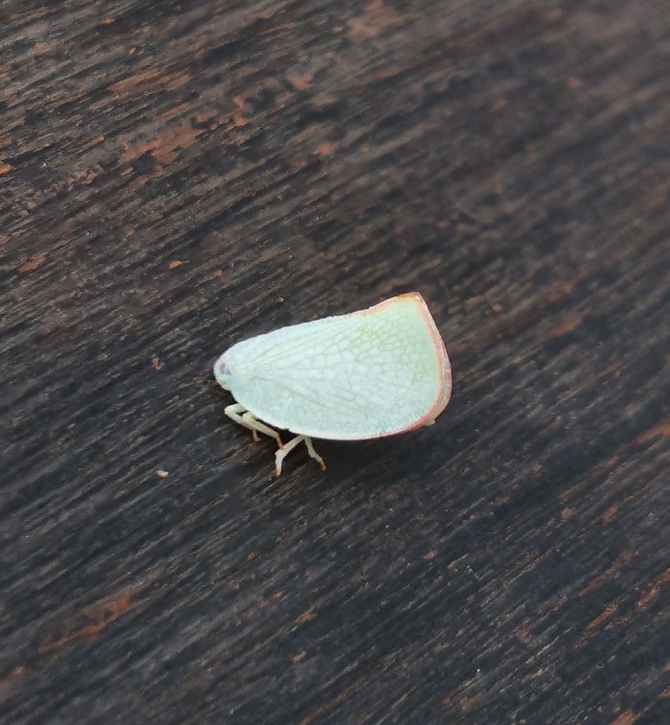 Geisha distinctissima from 733X+Q9C, Xihu, Hangzhou, Zhejiang, Китай ...
