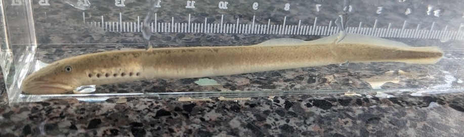Chestnut Lamprey from North Channel Saint Clair River on July 2, 2024 ...