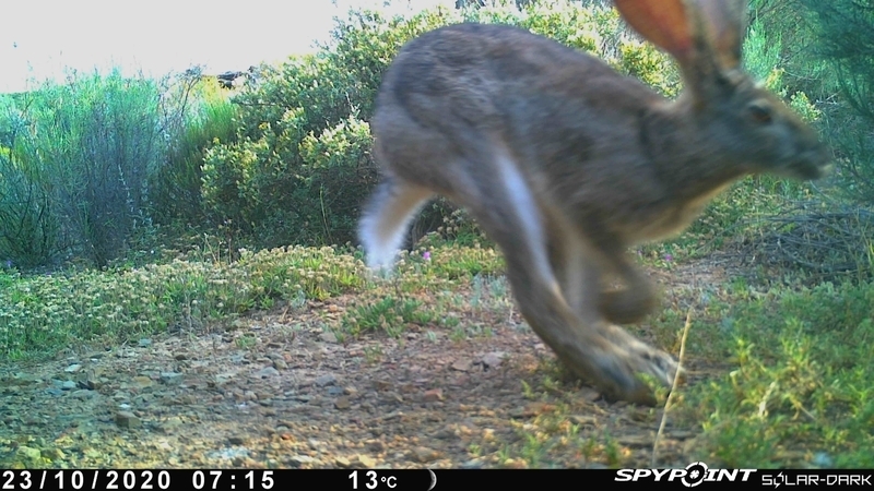 Scrub Hare in October 2020 by Marion Maclean · iNaturalist