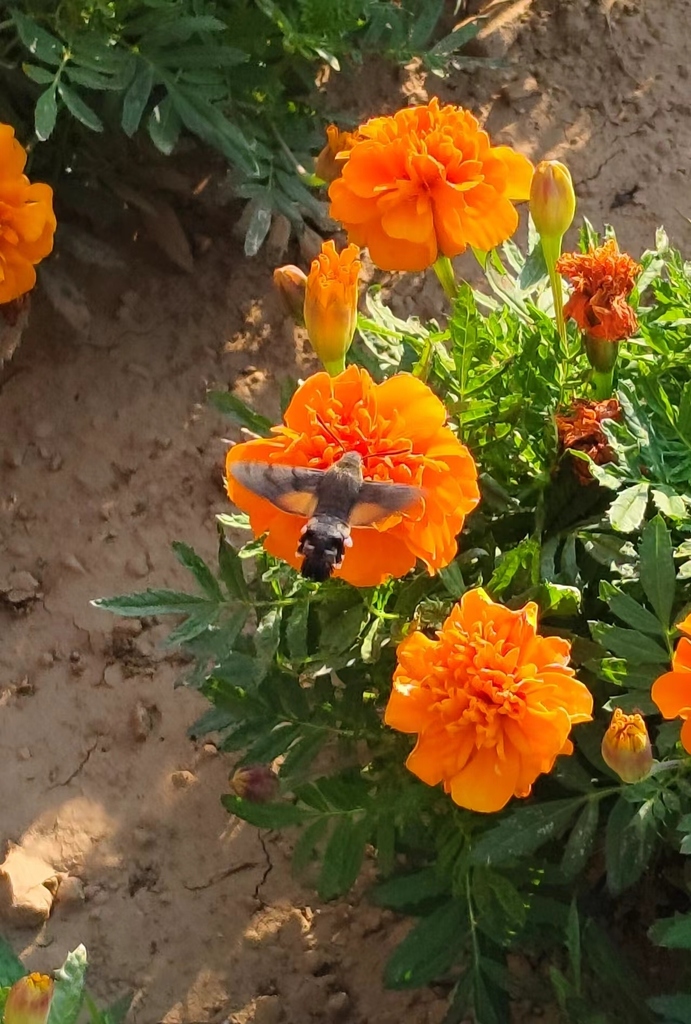 Eurasian Hummingbird Hawkmoth from Rizhao, Shandong, China on October 8 ...