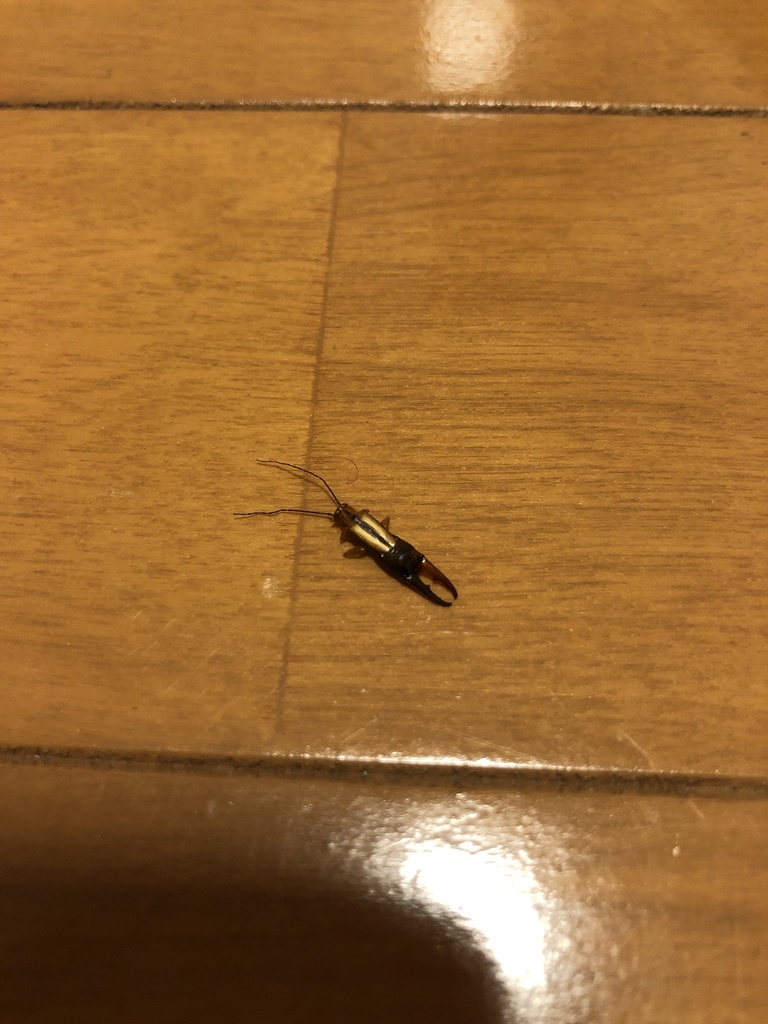 Proreus simulans from 源河, 名護市, 沖縄県, JP on October 9, 2024 at 09:33 PM ...