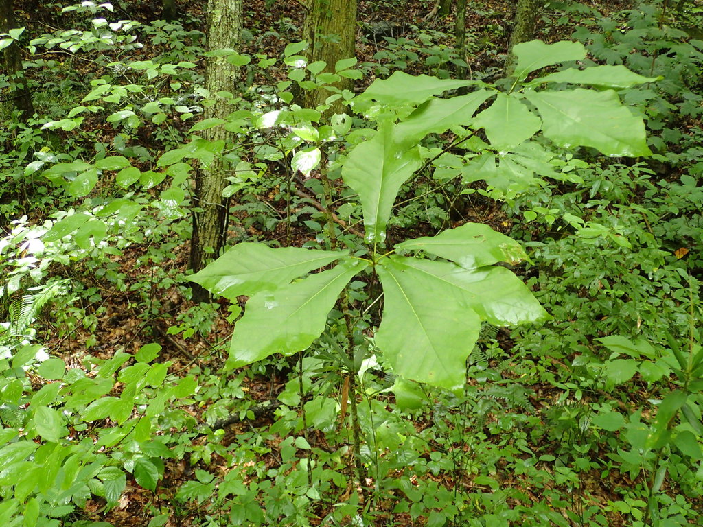 Pyramid Magnolia (Magnolia fraseri pyramidata) - Botanical Realm