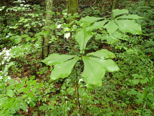 Magnolia pyramidata · NaturaLista Colombia