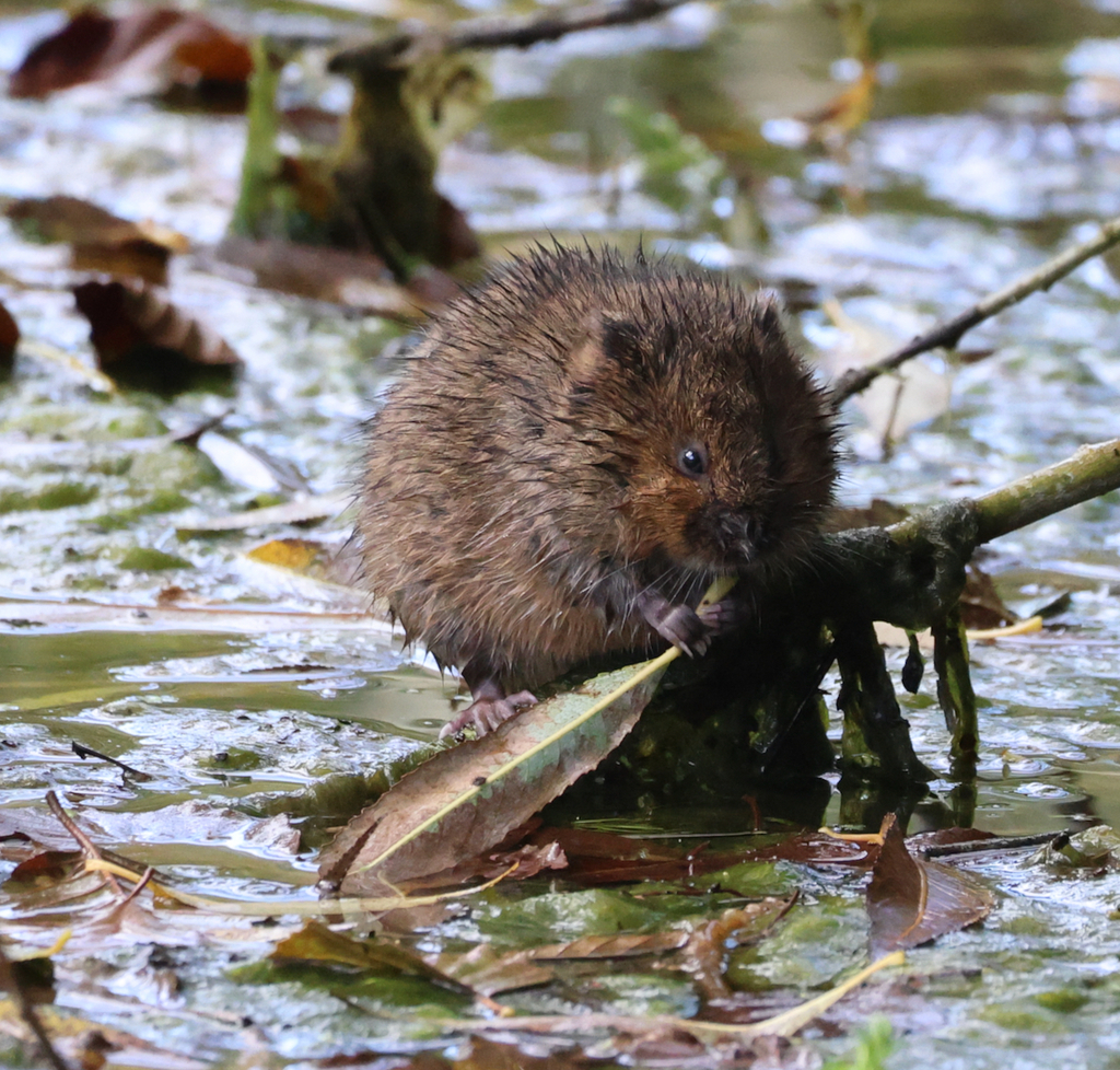 European Water Vole from Cambridgeshire, UK on October 9, 2024 at 11:20 ...