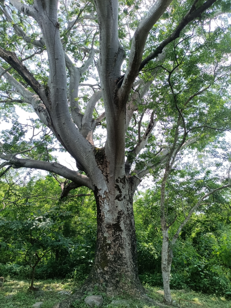 elephant ear tree from 28977 Col., México on October 5, 2024 at 12:29 ...