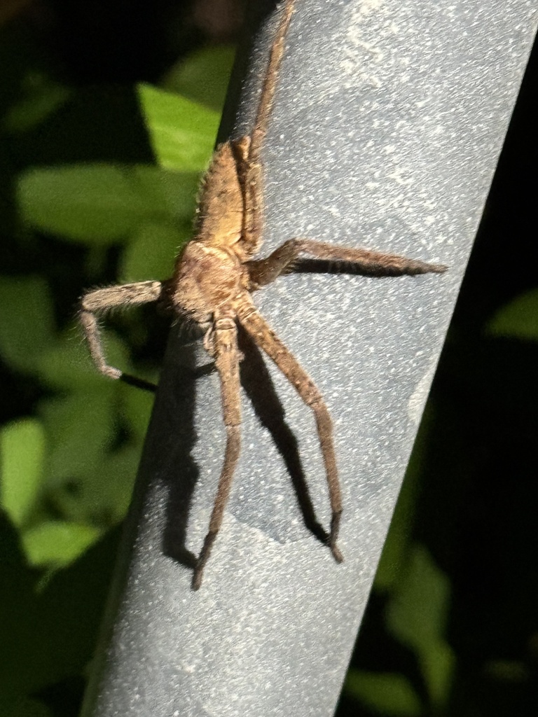 Pantropical Huntsman Spider from Iriomote-Ishigaki National Park ...