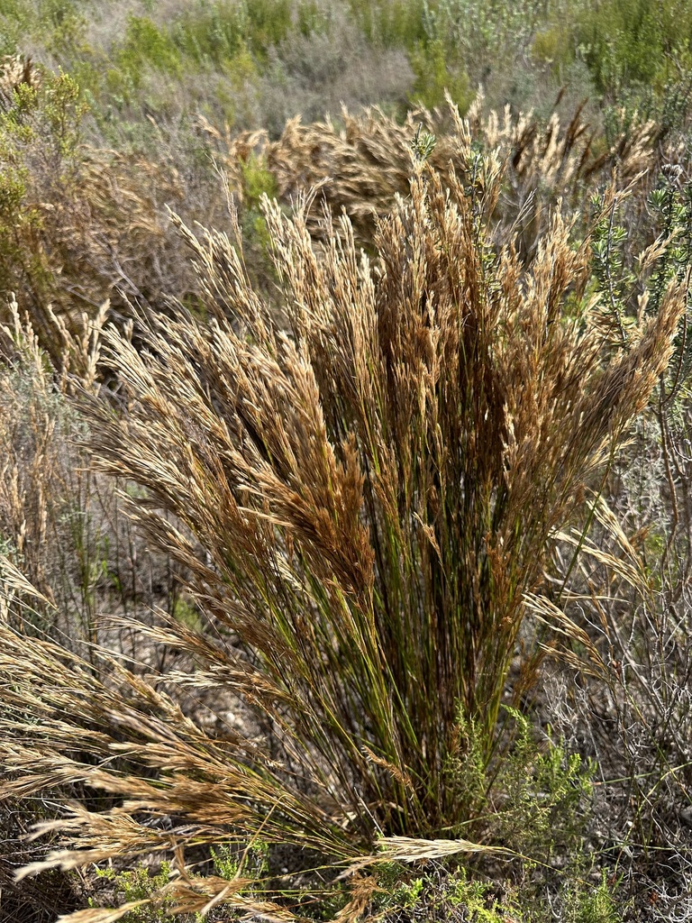 Restio festuciformis from Overberg District Municipality, South Africa ...