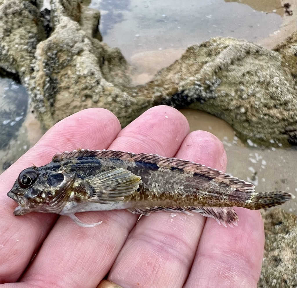 bluntnose klipfish from Eden, Western Cape, South Africa on December 22 ...