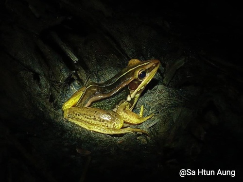 Humerana oatesii · iNaturalist Ecuador