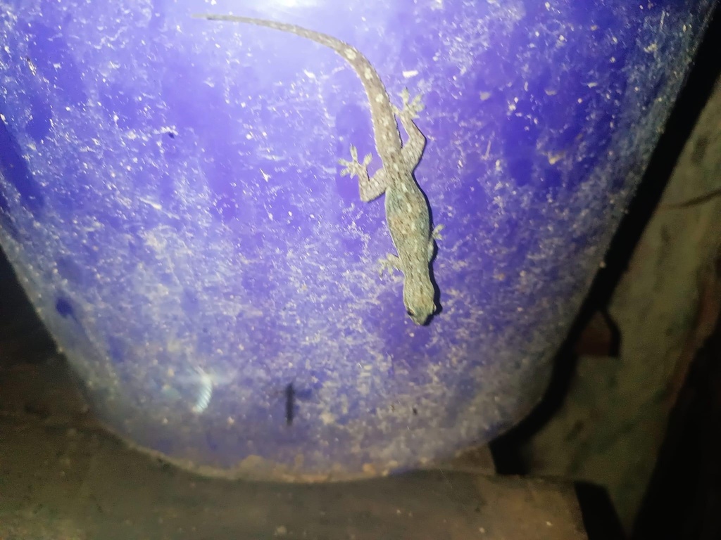 Burmese Spotted Gecko from Kayin, MM on July 21, 2023 at 09:11 PM by ...