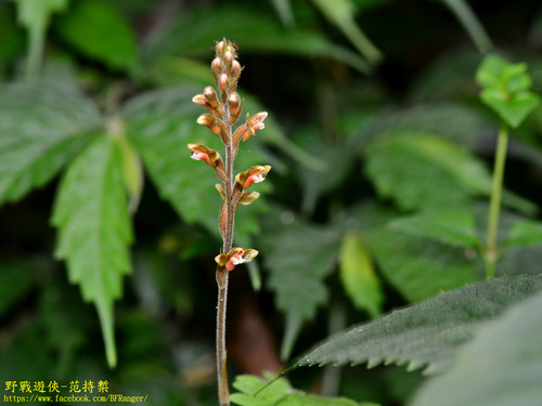 Genus Erythrodes · iNaturalist