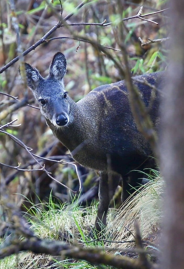 Himalayan Musk Deer in May 2024 by CORDENOS Thierry. Photo Pierre Munch ...