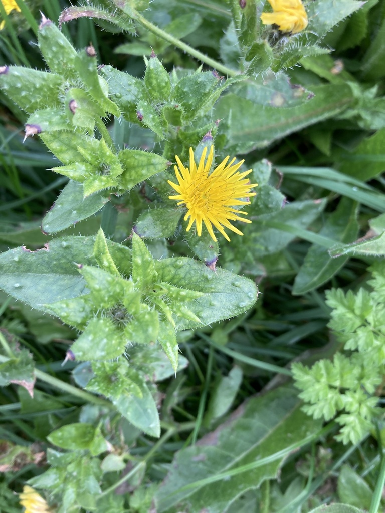 bristly oxtongue from Crespin Way, Brighton, England, GB on October 9 ...