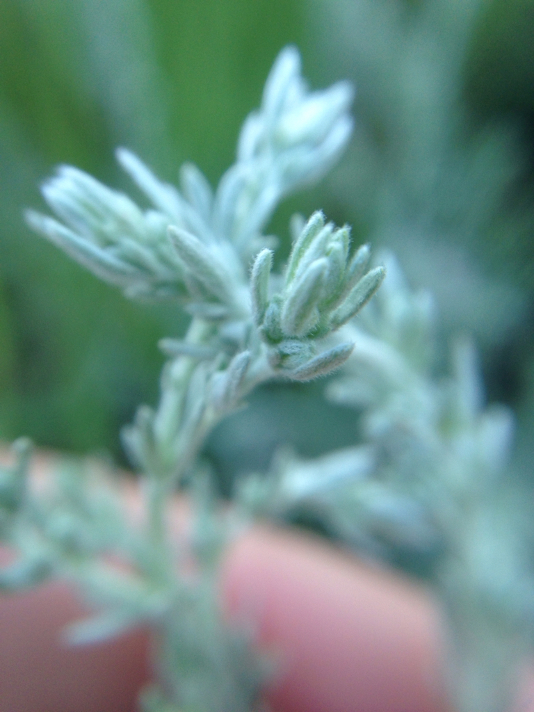fringed sagebrush (Plants of Castlewood Canyon State Park) · iNaturalist