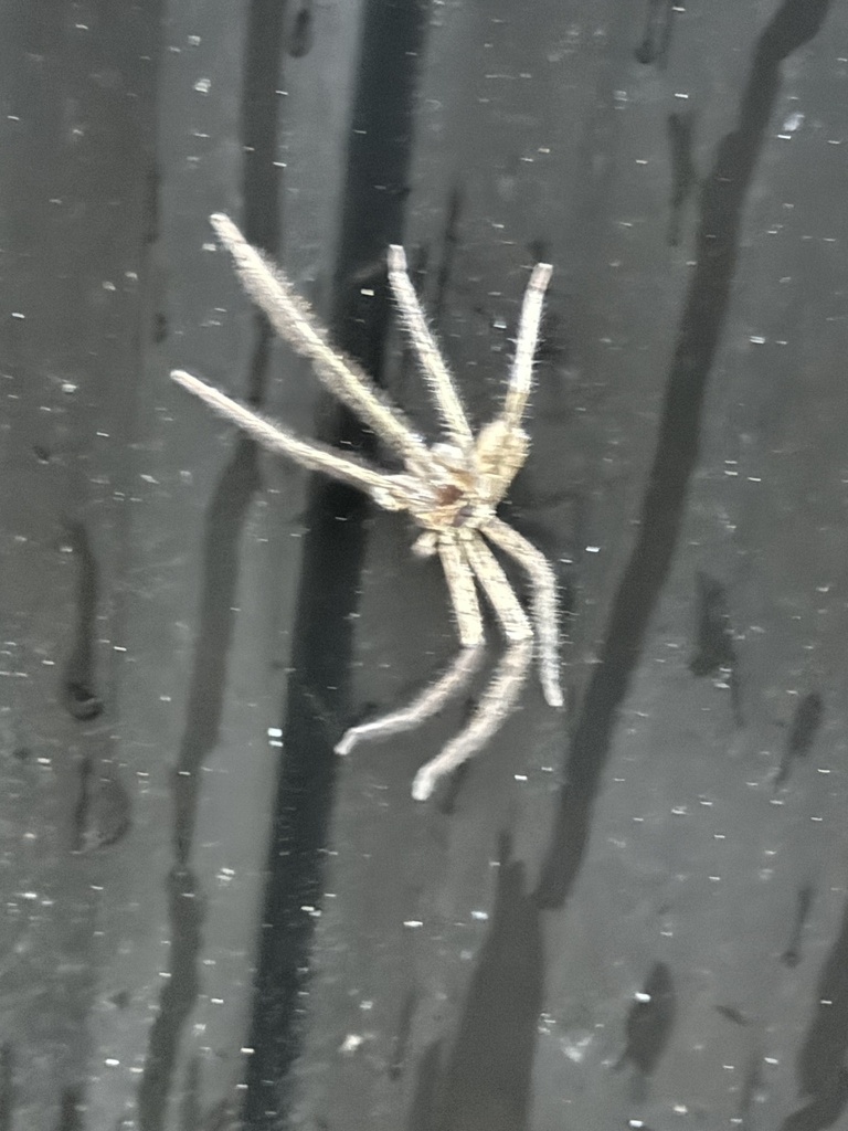 Pantropical Huntsman Spider from Cejlon, Western Province, LK on ...