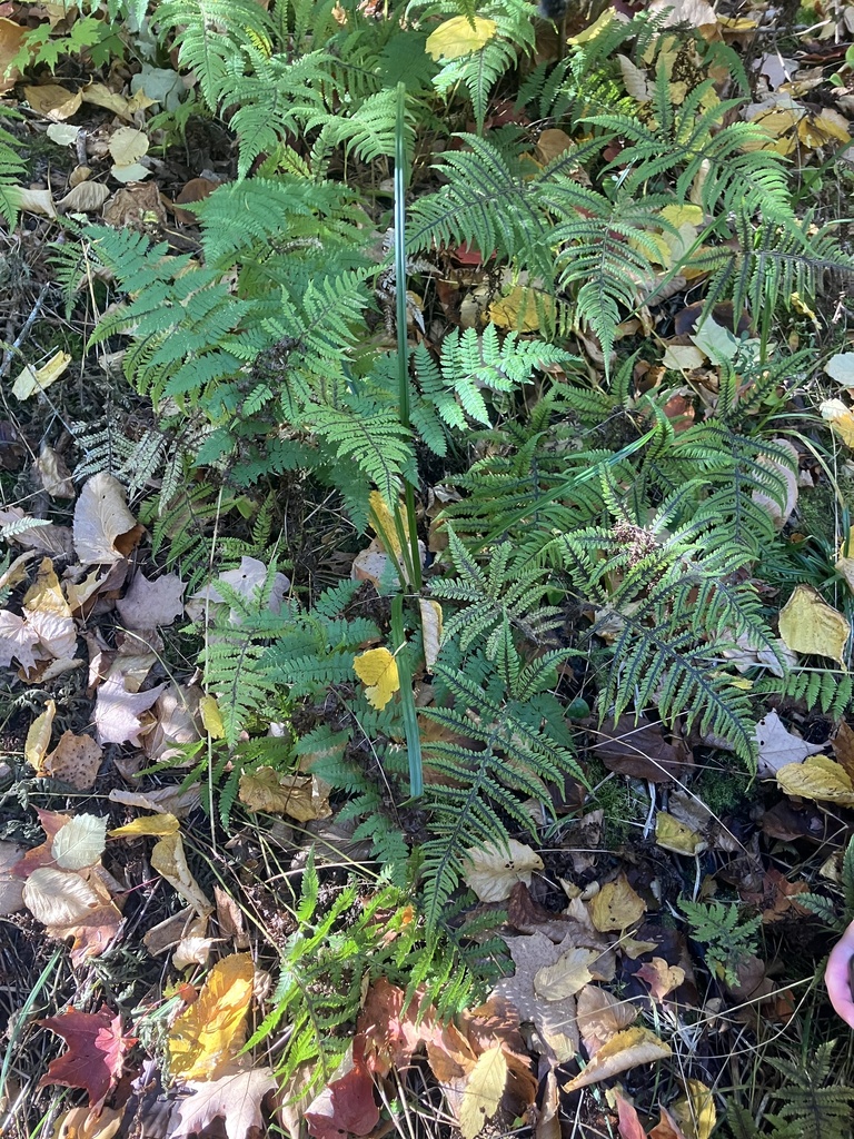 long beech fern from Covington, MI, US on October 9, 2024 at 11:11 AM ...