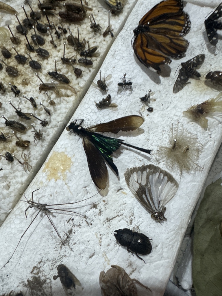 Euphaea splendens from Cejlon, Western Province, LK on October 9, 2024 ...