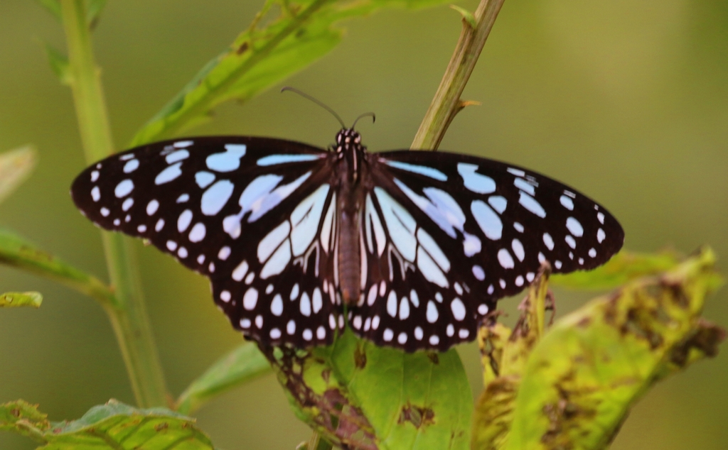 Blue Tiger from Padam Dungri Eco Tourism, Padam Dungari, Gujarat 394635 ...