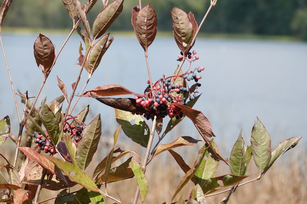 southern wild raisin from Rappahannock River Valley National Wildlife ...