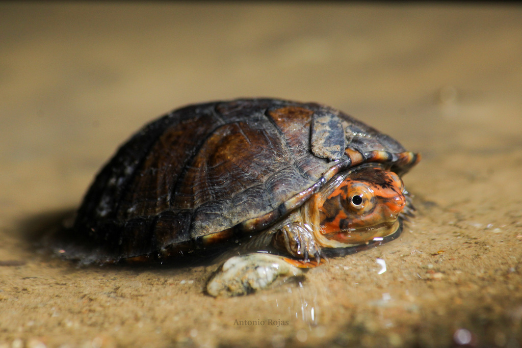 Red-cheeked Mud Turtle in October 2024 by antonio_rojas · iNaturalist