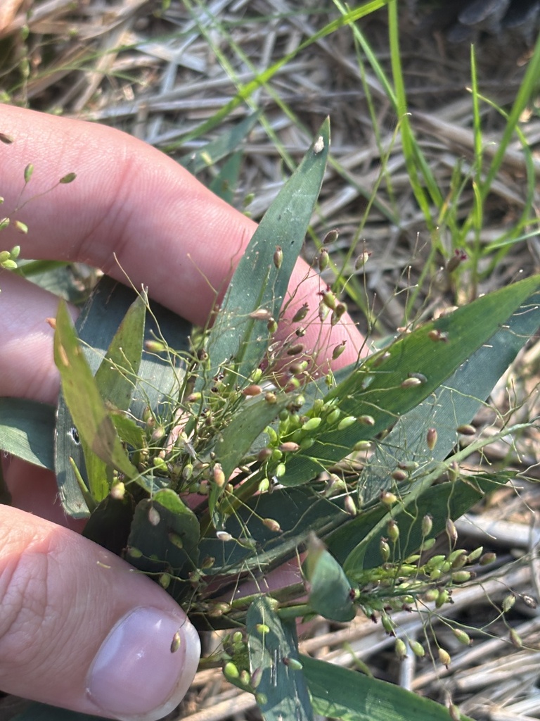 variable witchgrass from Howell Mill Rd NW, Atlanta, GA, US on October ...