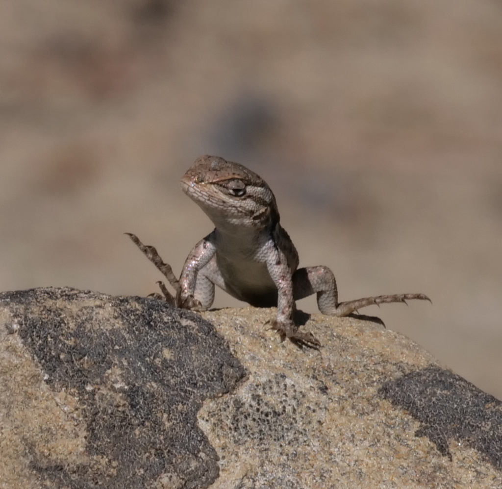Common Sagebrush Lizard from Montezuma County, CO, USA on September 4 ...