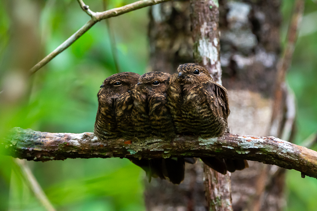Band-tailed Nighthawk from Pium - TO, 77570-000, Brasil on November 28 ...