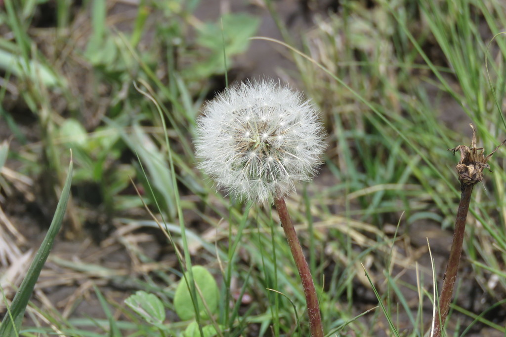 common dandelion from Sitio Ramsar Laguna de Babícora "Gómez Farías" on ...