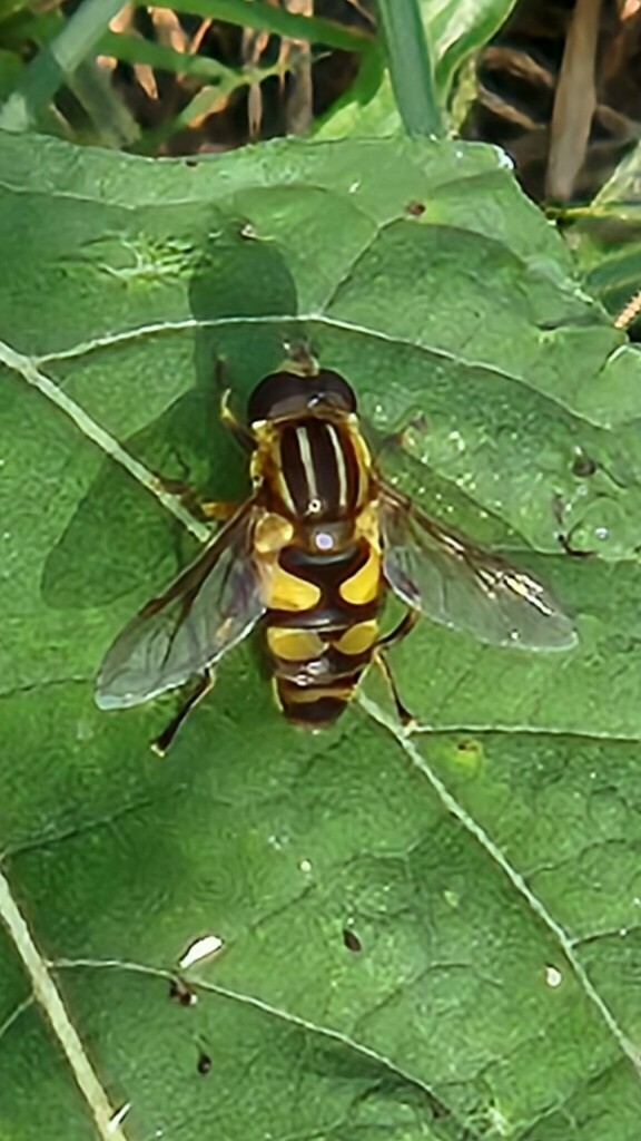 Narrow-headed Marsh Fly from Fort Washington, MD, USA on October 5 ...