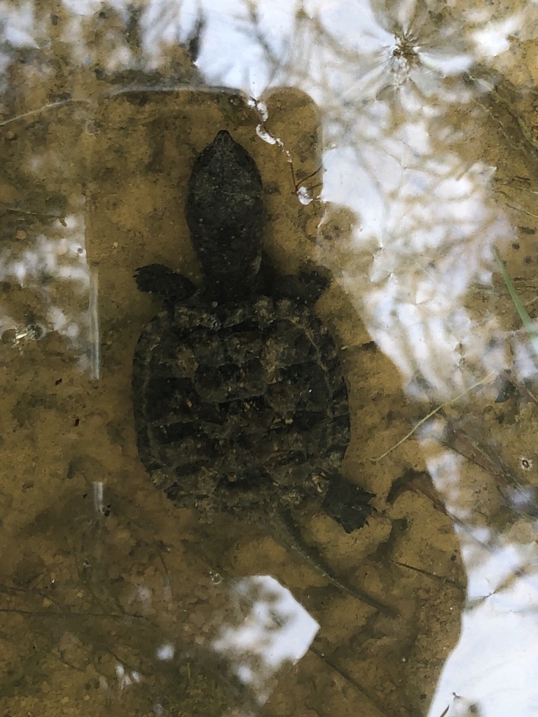 Common Snapping Turtle from Darcy Dr, Archer Lodge, NC, US on October 5 ...