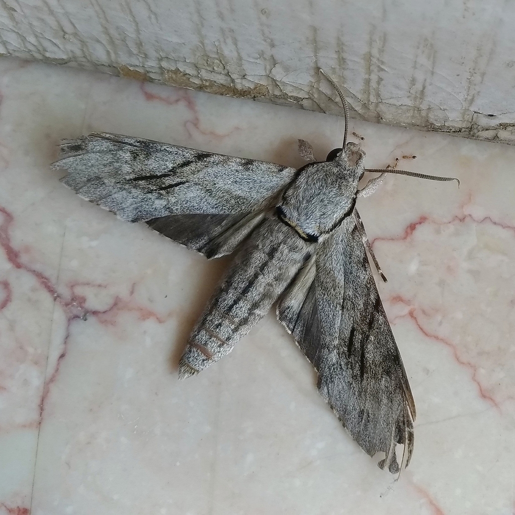 Plain grey hawkmoth from 322, Arehalli, Samruddi Layout(Enclave), 2nd ...