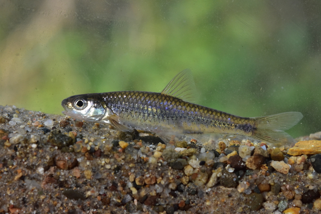 Sand Shiner from Buchanan County, IA, USA on October 9, 2024 at 08:29 ...
